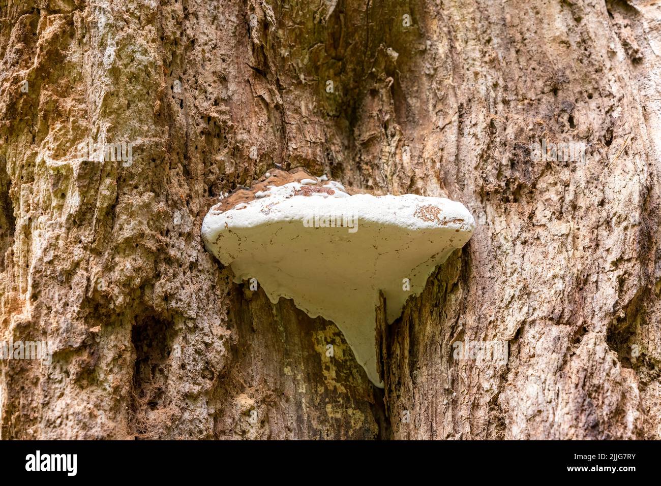 A Southern Bracket fungus, (Ganoderma australis), growing on the side ...