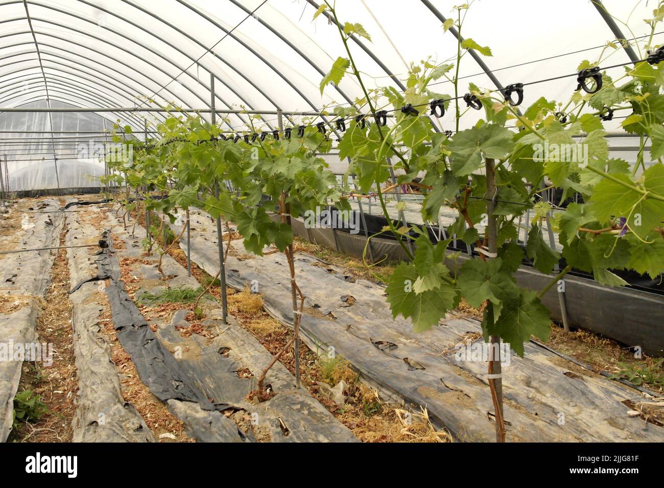 A single crop field row for shine muscat in a greenhouse - the concept ...