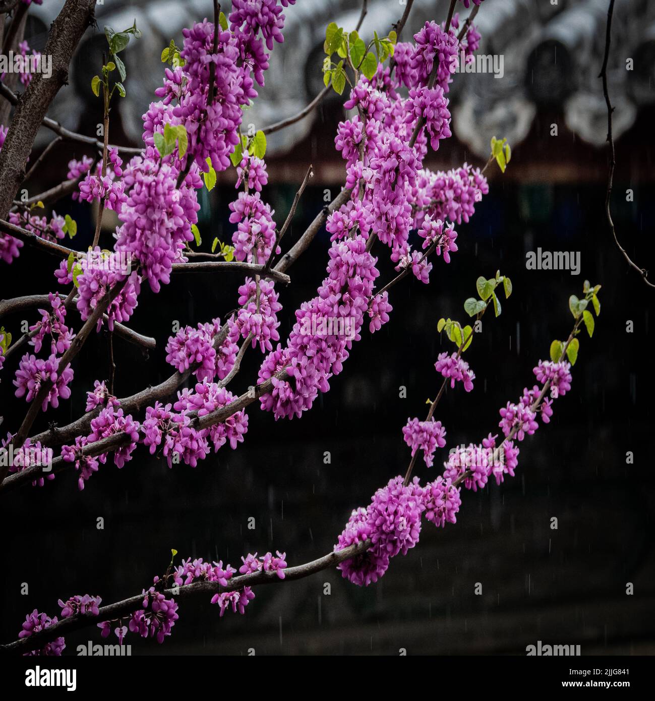 Chinese redbud hi-res stock photography and images - Alamy