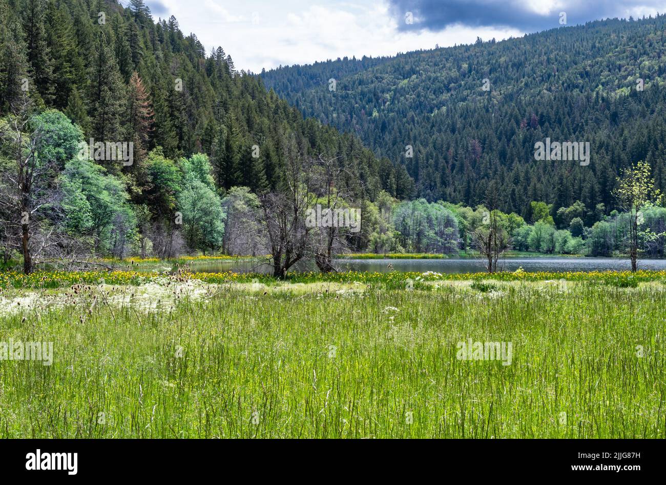 Pretty mountain lake and meadow with white wildflowers at Squaw Lake ...