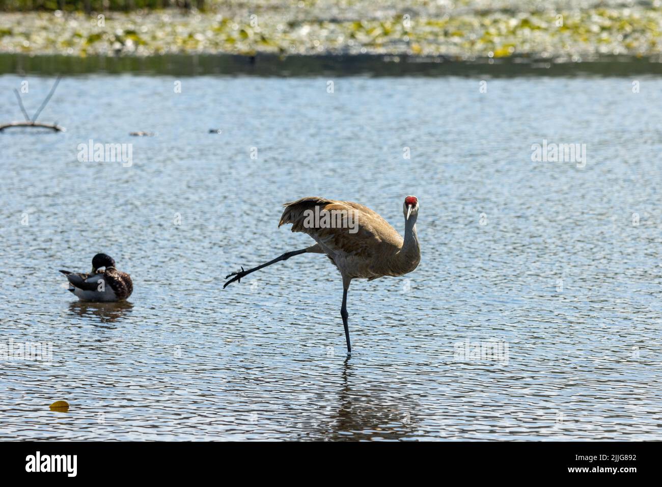 A sandhill crane and a duck in a pond Stock Photo - Alamy