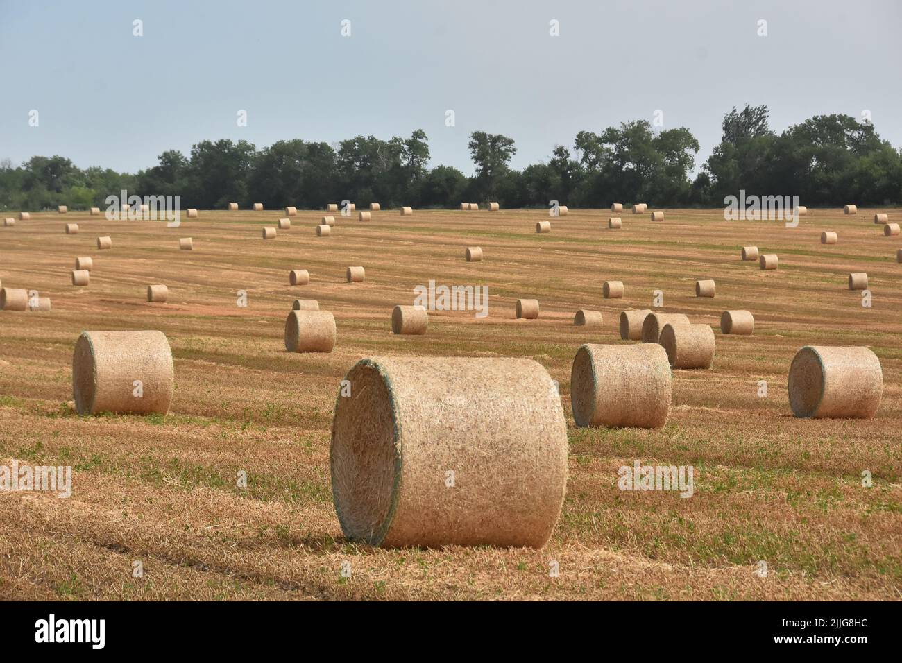 A field with hay rolls with trees and a clear sky background Stock ...