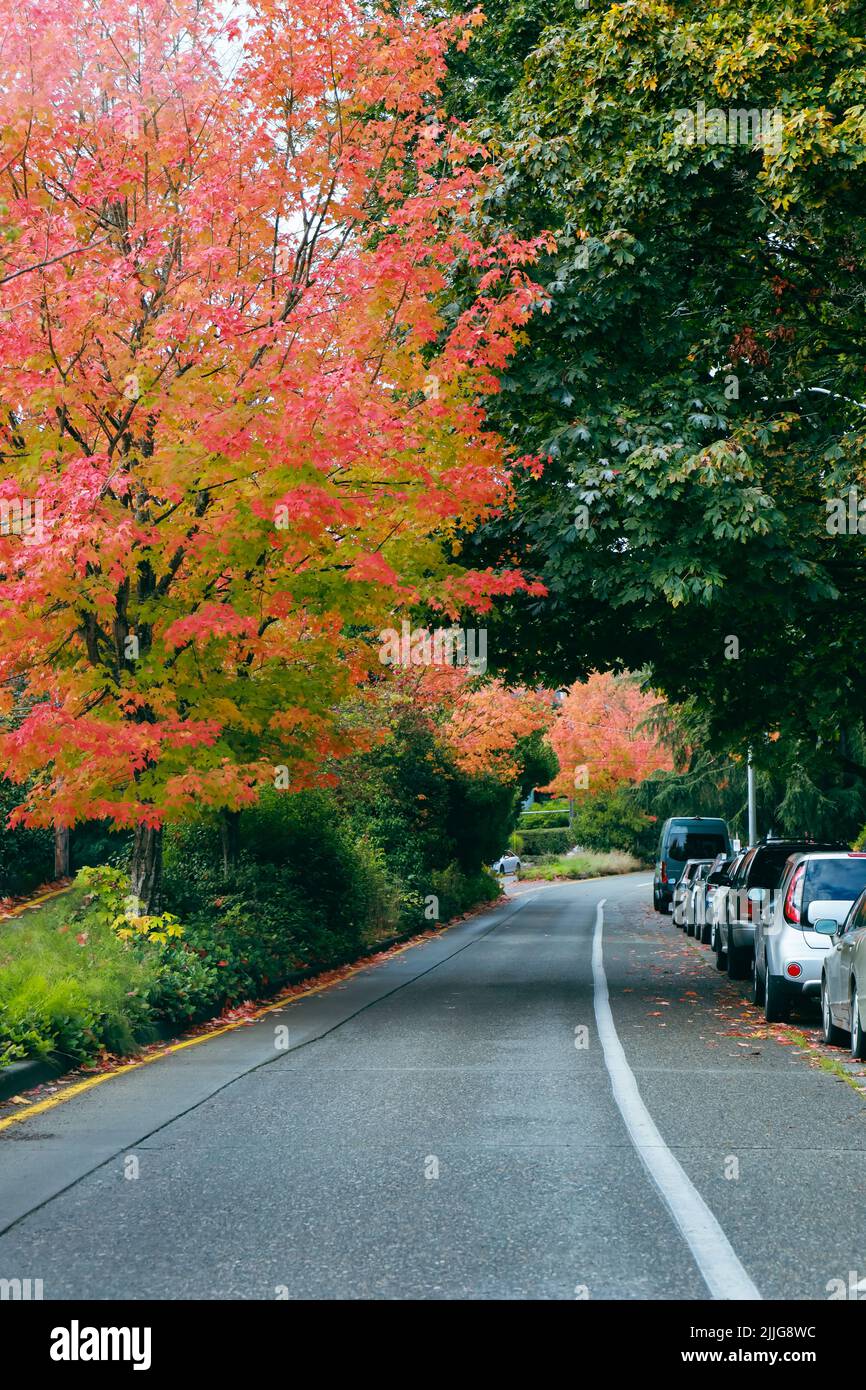 Fall leaves seattle washington usa hi-res stock photography and images ...