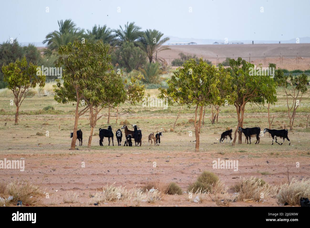 An aerial view of group of goats standing in field surrounded by ...