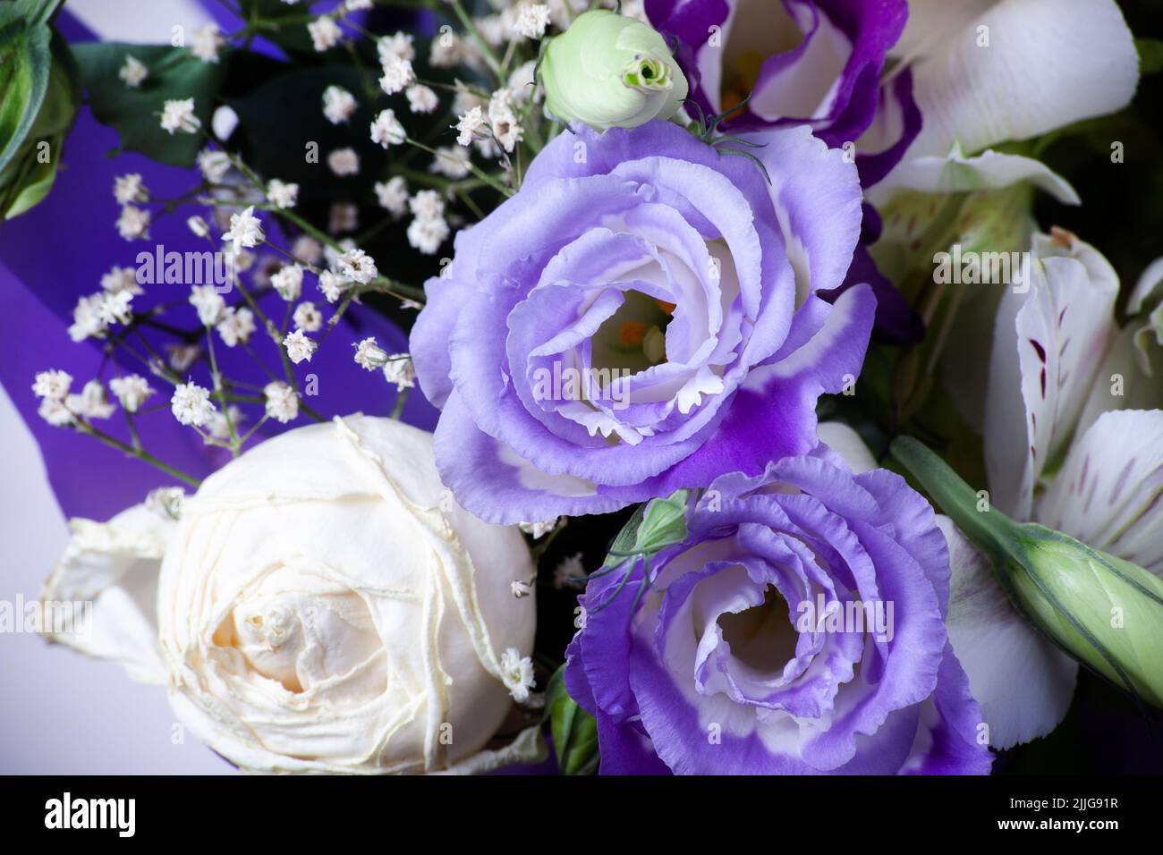 Fresh violet rose flowers bouquet close up with selective focus. Close ...