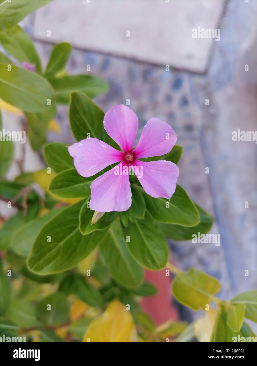 A flower of Cape periwinkle growing in the garden Stock Photo - Alamy