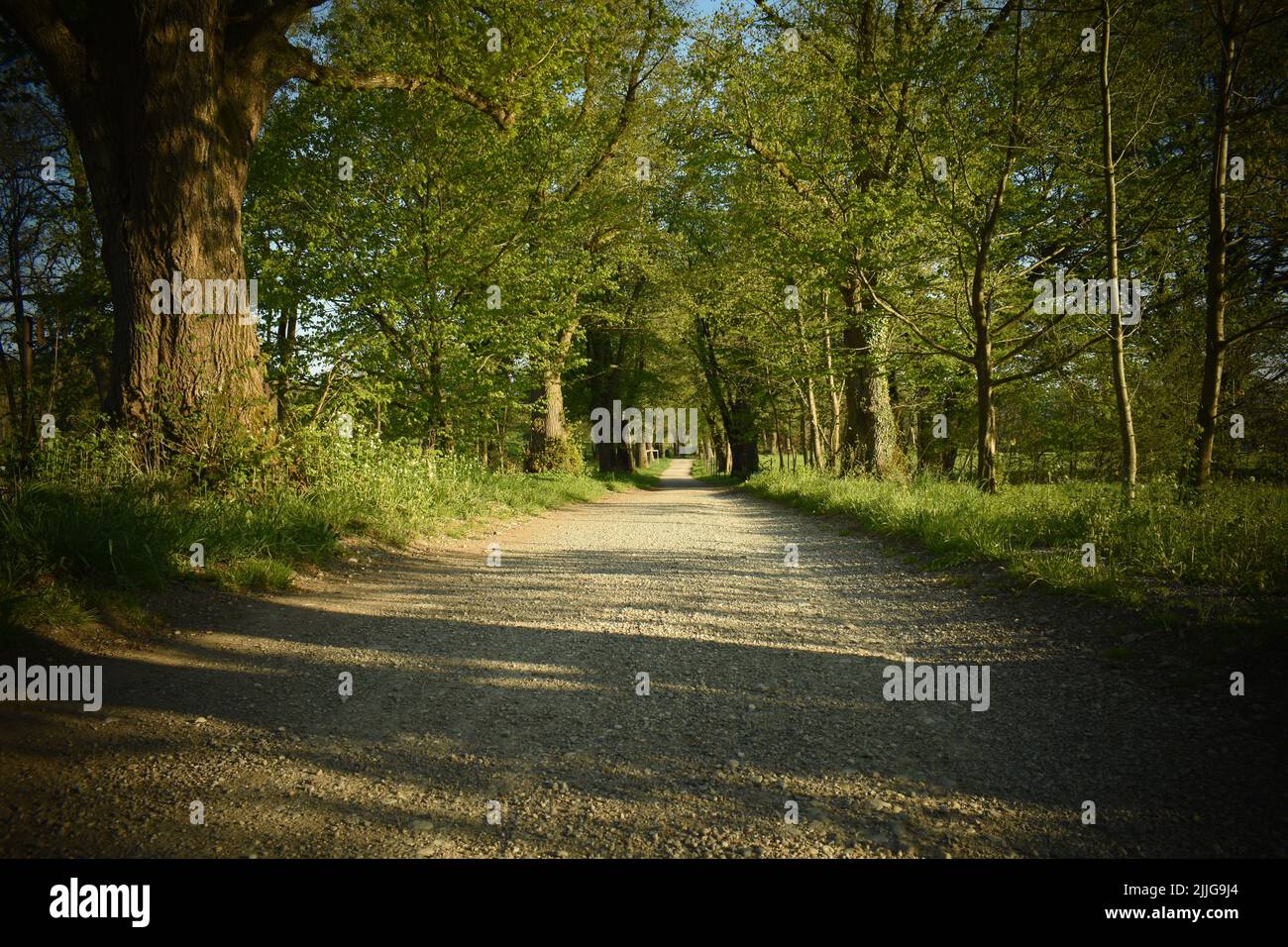path inbetween trees Stock Photo - Alamy