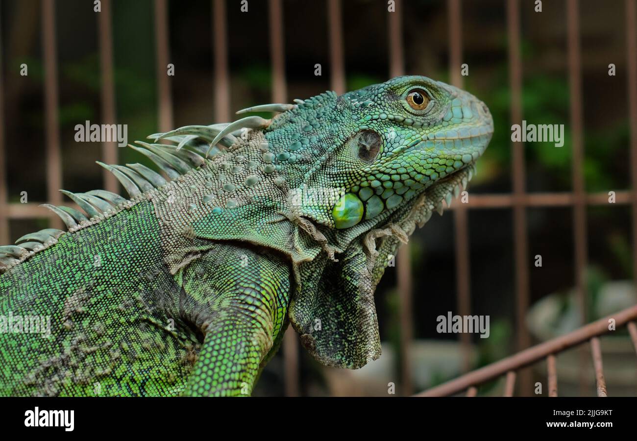 Green Iguana - Close up detail of green iguana. Pet iguana Stock Photo ...