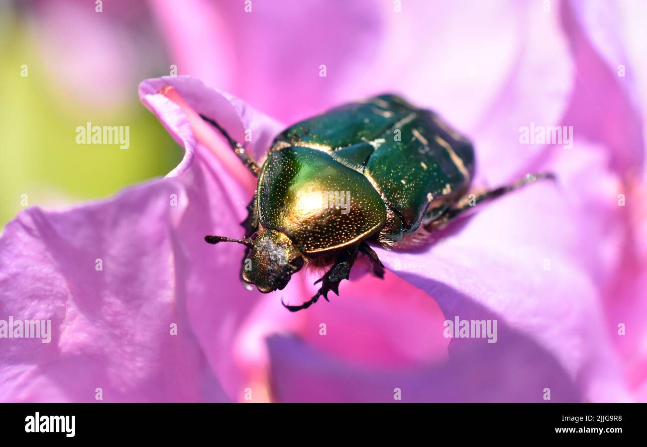 Coleoptera insekt hi-res stock photography and images - Alamy
