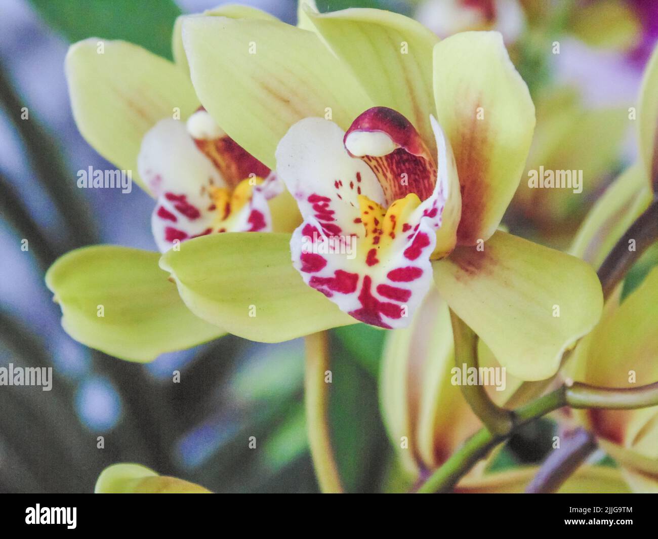 A closeup of beautiful Colombian orchids, the most representative ...