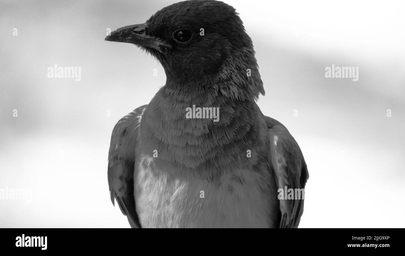 A closeup shot of black crow looking side in black and white Stock ...