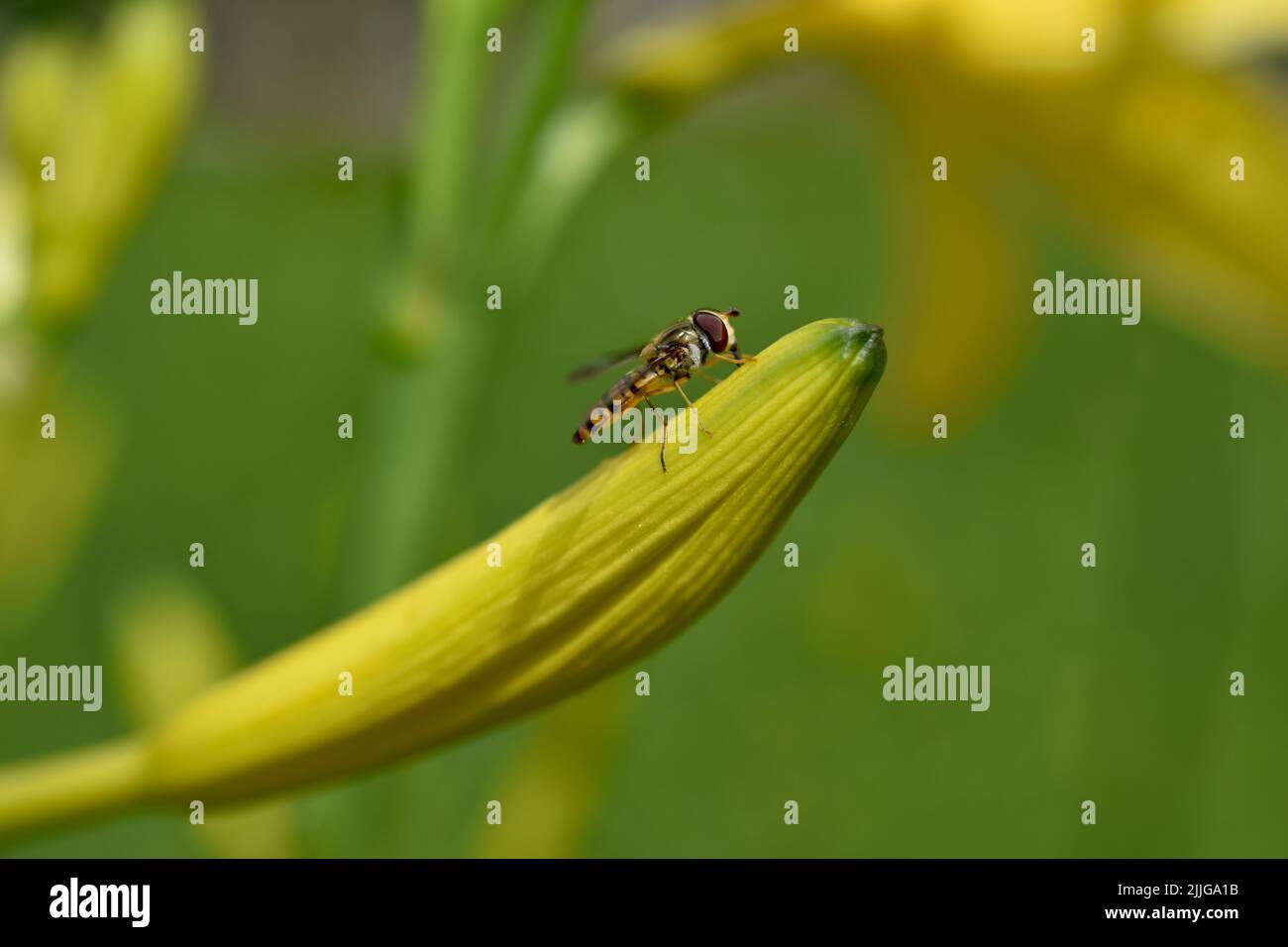 Diptera syrphidae hi-res stock photography and images - Alamy