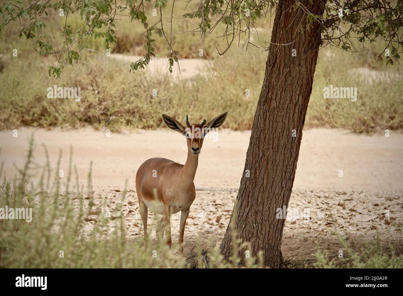 Impala resting in the shade from the midday heat of the arabic desert ...