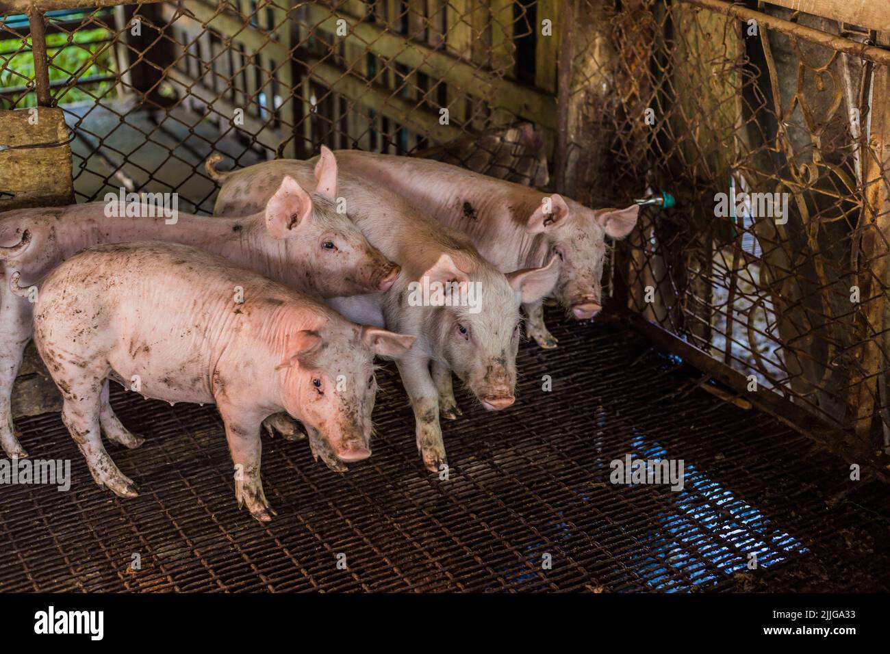 Group of piglet in rural pig farm, Swine in the stall Stock Photo - Alamy