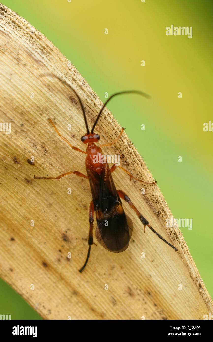 Vertical closeup on a colorful Braconid wasp, Cremnops desertor ...