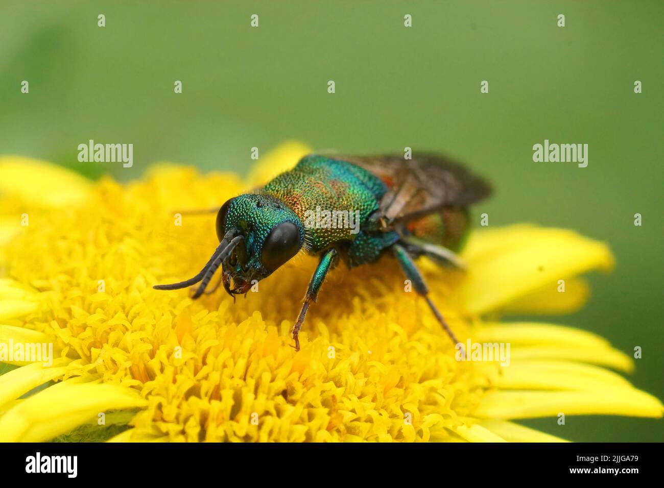 Closeup on a green metallic jewel cuckoo wasp, Hedychrium rutilans ...
