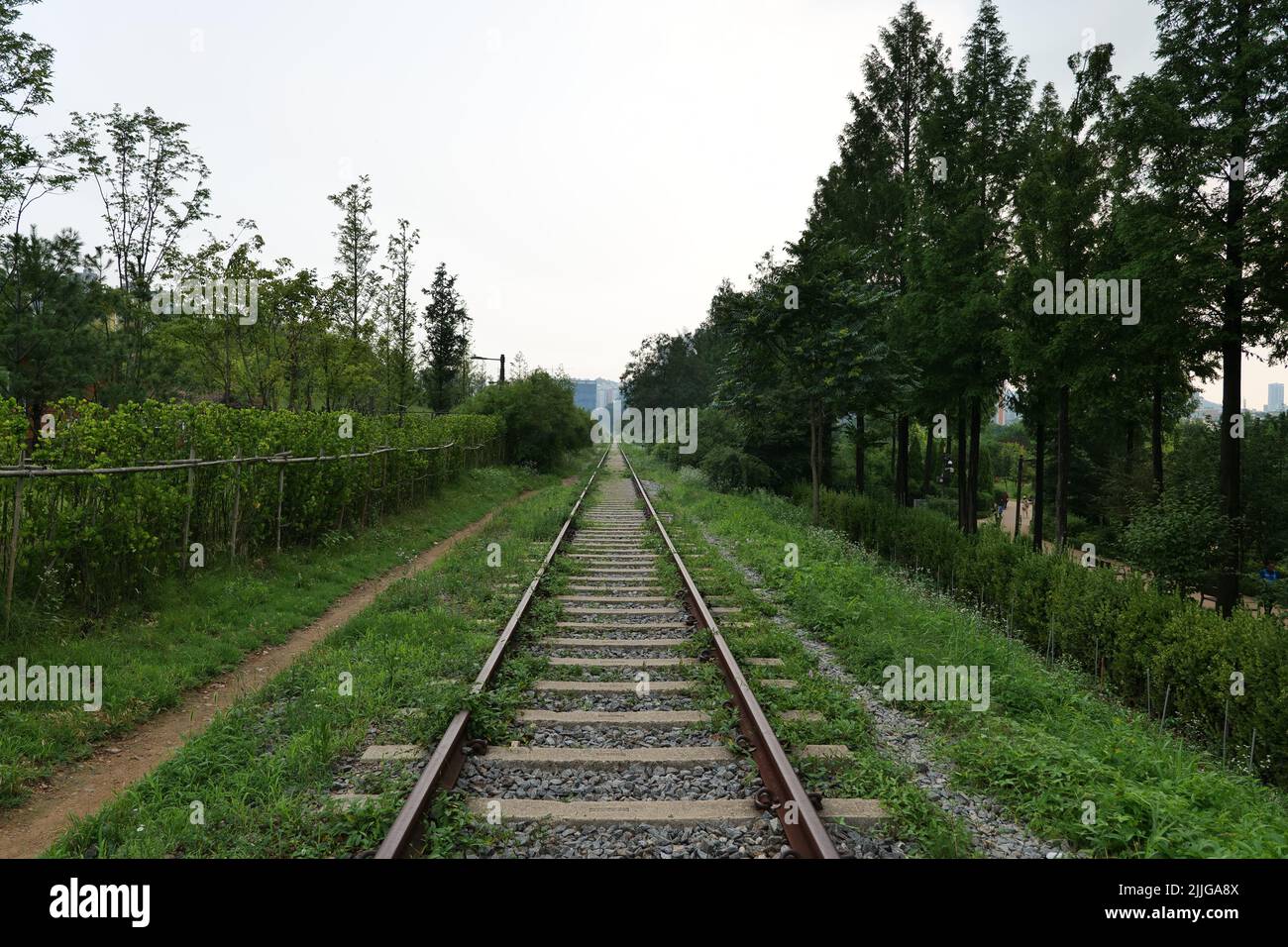 railroad track in the forest Stock Photo - Alamy