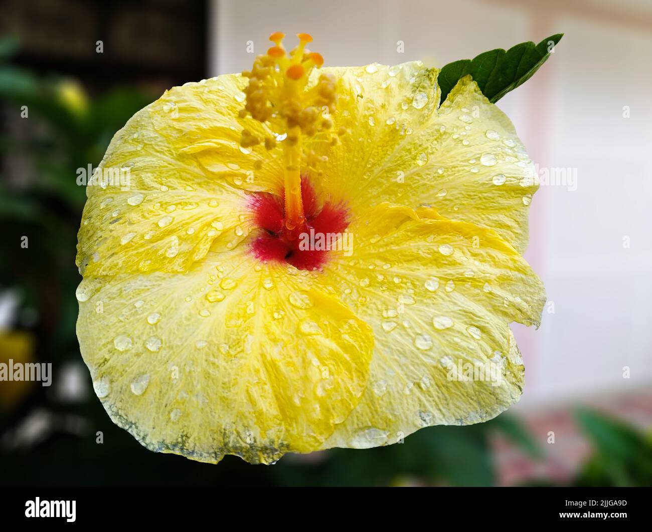 A closeup of a Hawaiian hibiscus covered in dew Stock Photo - Alamy