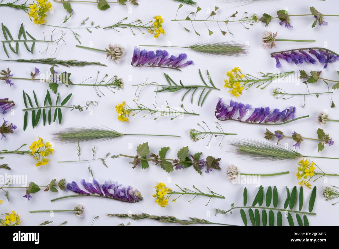 bright summer white background with wild colorful flowers and herbs and ...