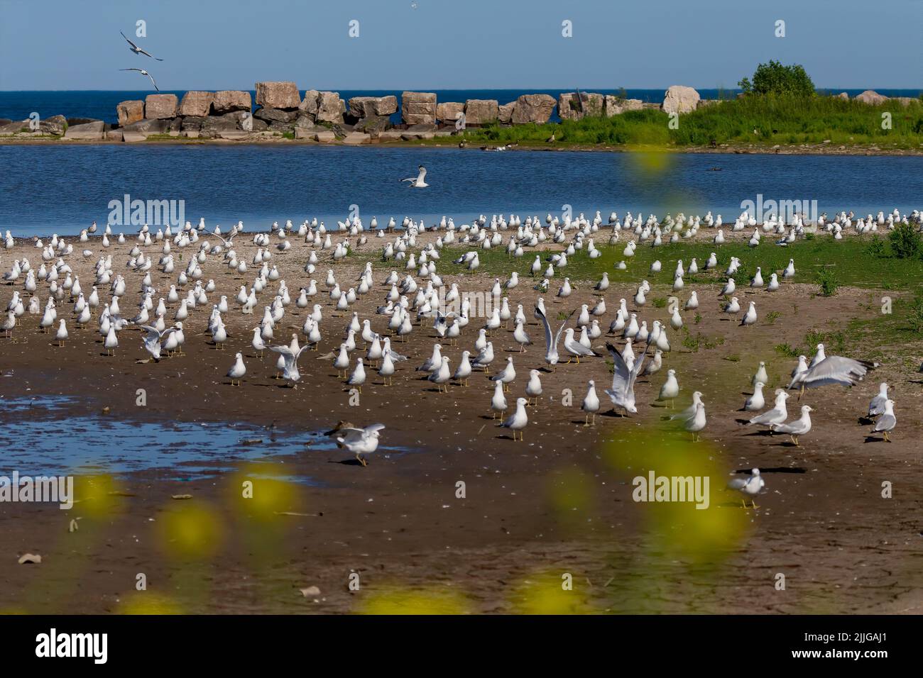 The flock of Herring gull (Larus argentatus) on the shore of lake ...