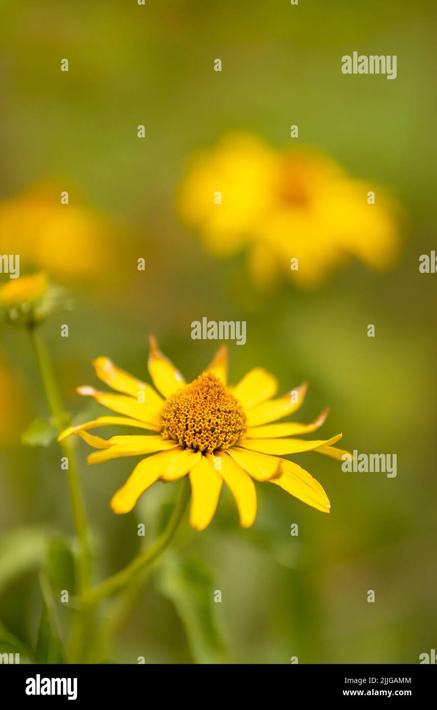 A vertical shot of a false sunflower on blurred green background Stock ...