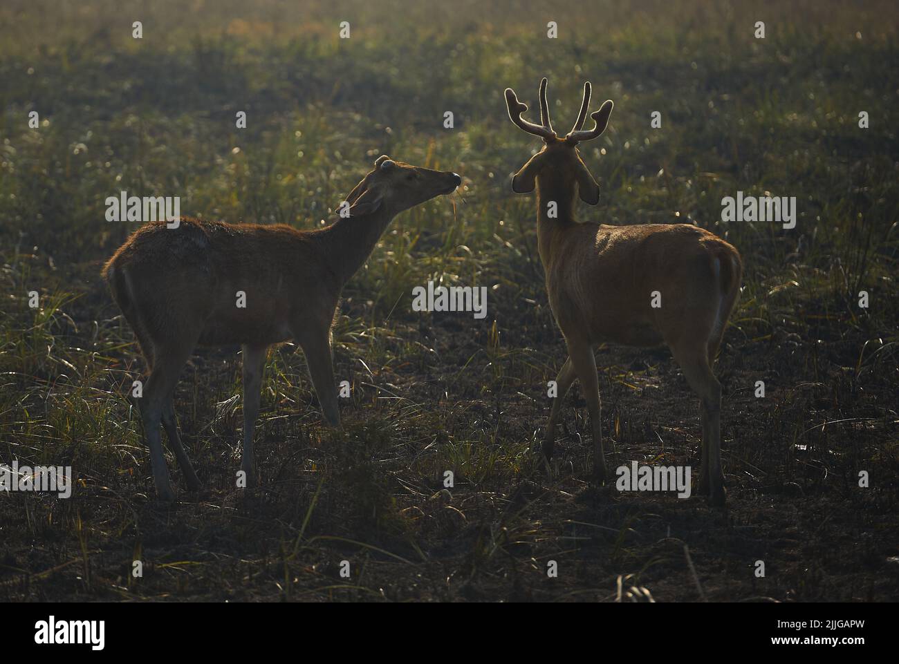 Symmetric Velvet Antler of Hog Deer against light in Kaziranga National ...