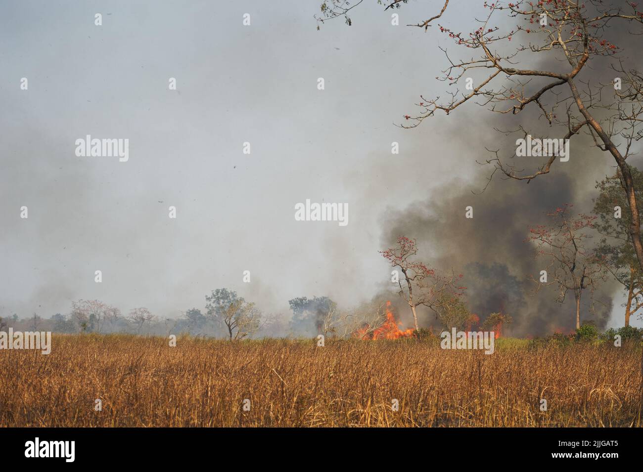 Wild Fire - Controlled; Heat, Smoke and Dust Stock Photo - Alamy