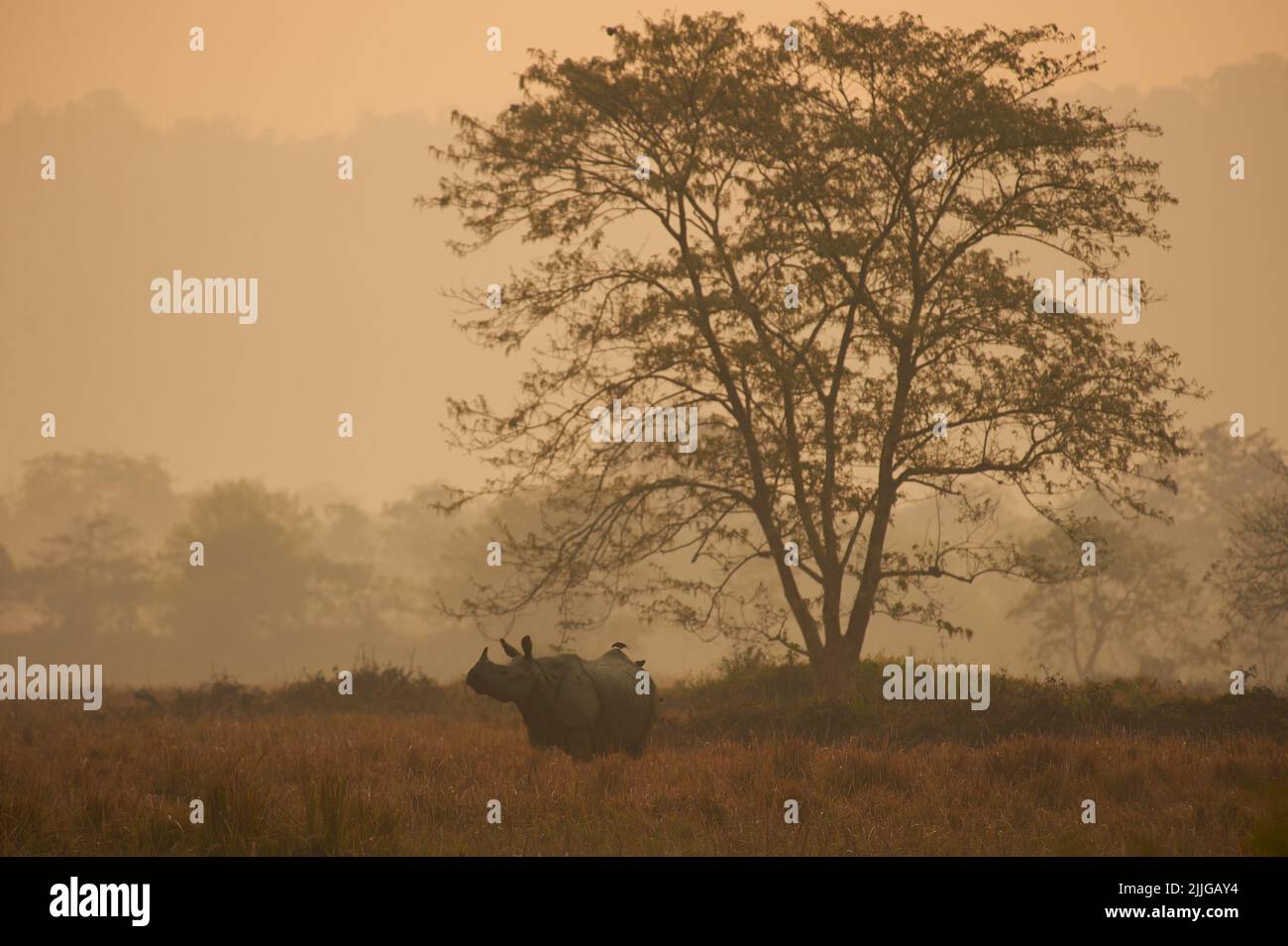 Birds on rhino hi-res stock photography and images - Alamy