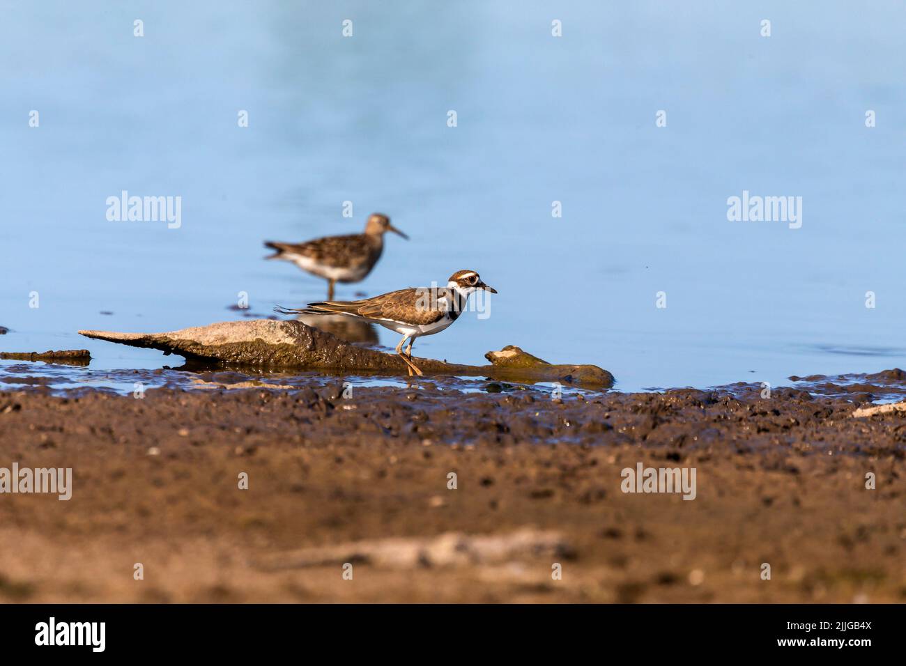 A shorebirds looking for food in shallow water in a rivers and lakes ...