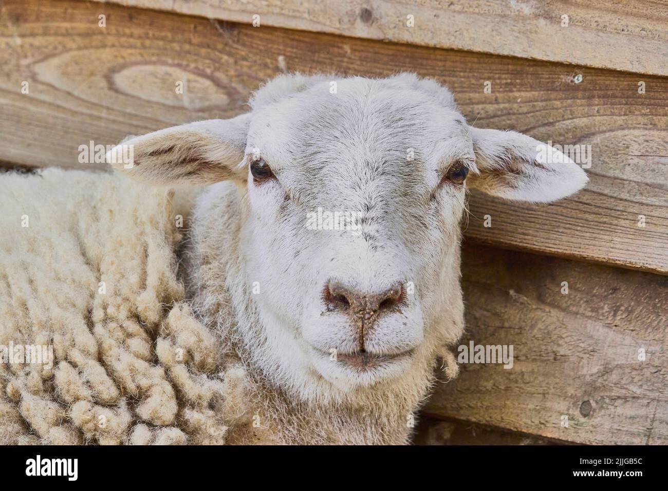 Sheep mouth hi-res stock photography and images - Alamy
