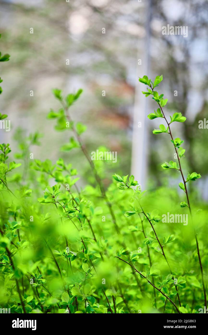 A selective focus shot of green leaves Stock Photo - Alamy