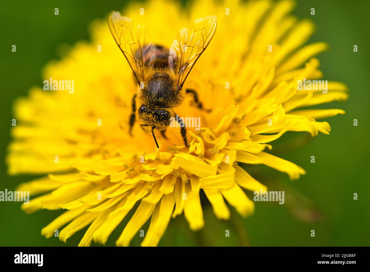 Honey bee collecting nectar on a yellow flower of dandelion. Busy insects from nature. From bees ...