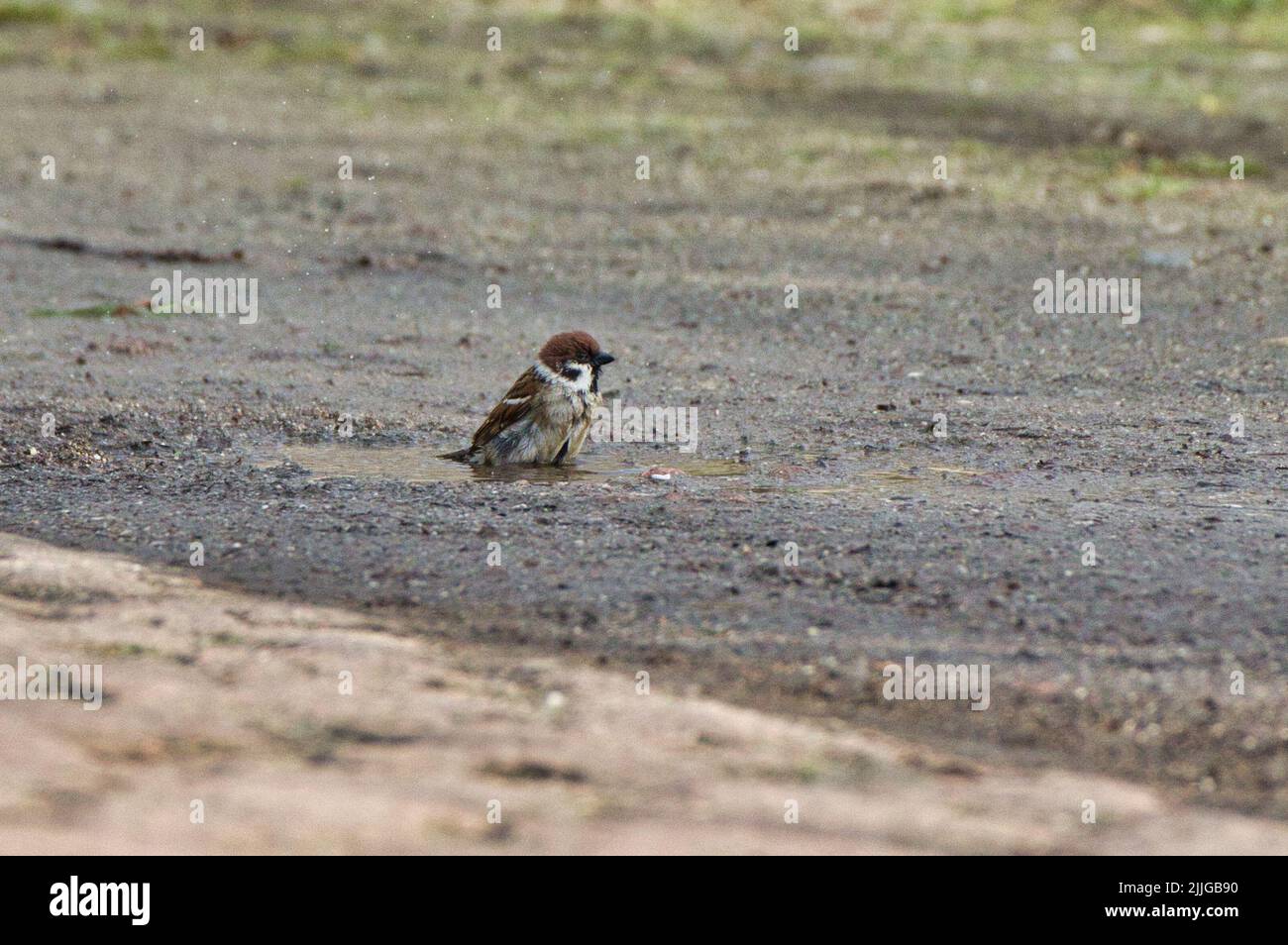 A closeup of an European sparrow bathing in a puddle on the ground ...
