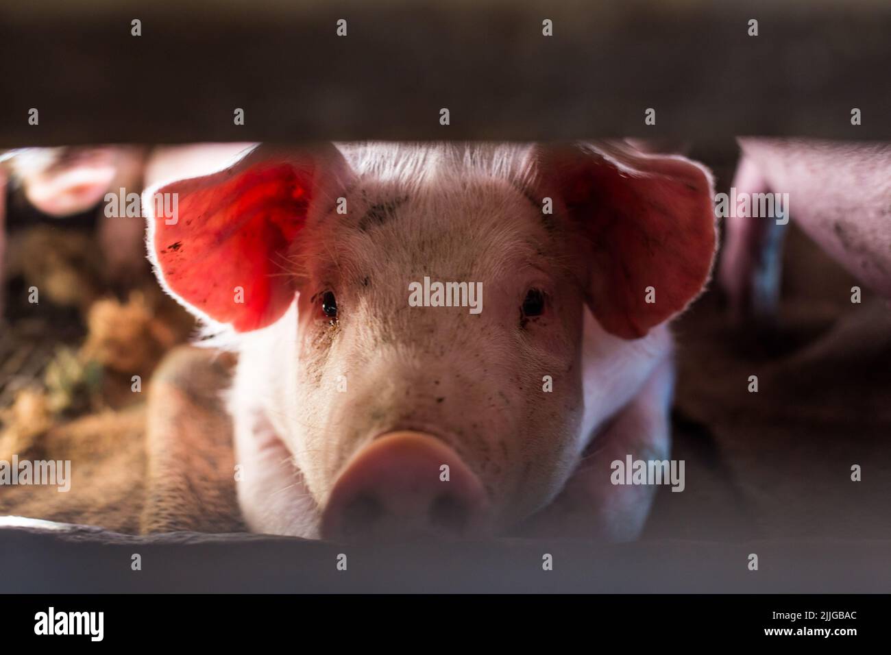 Livestock industry of small funny piglet in swine farm, Meat business ...