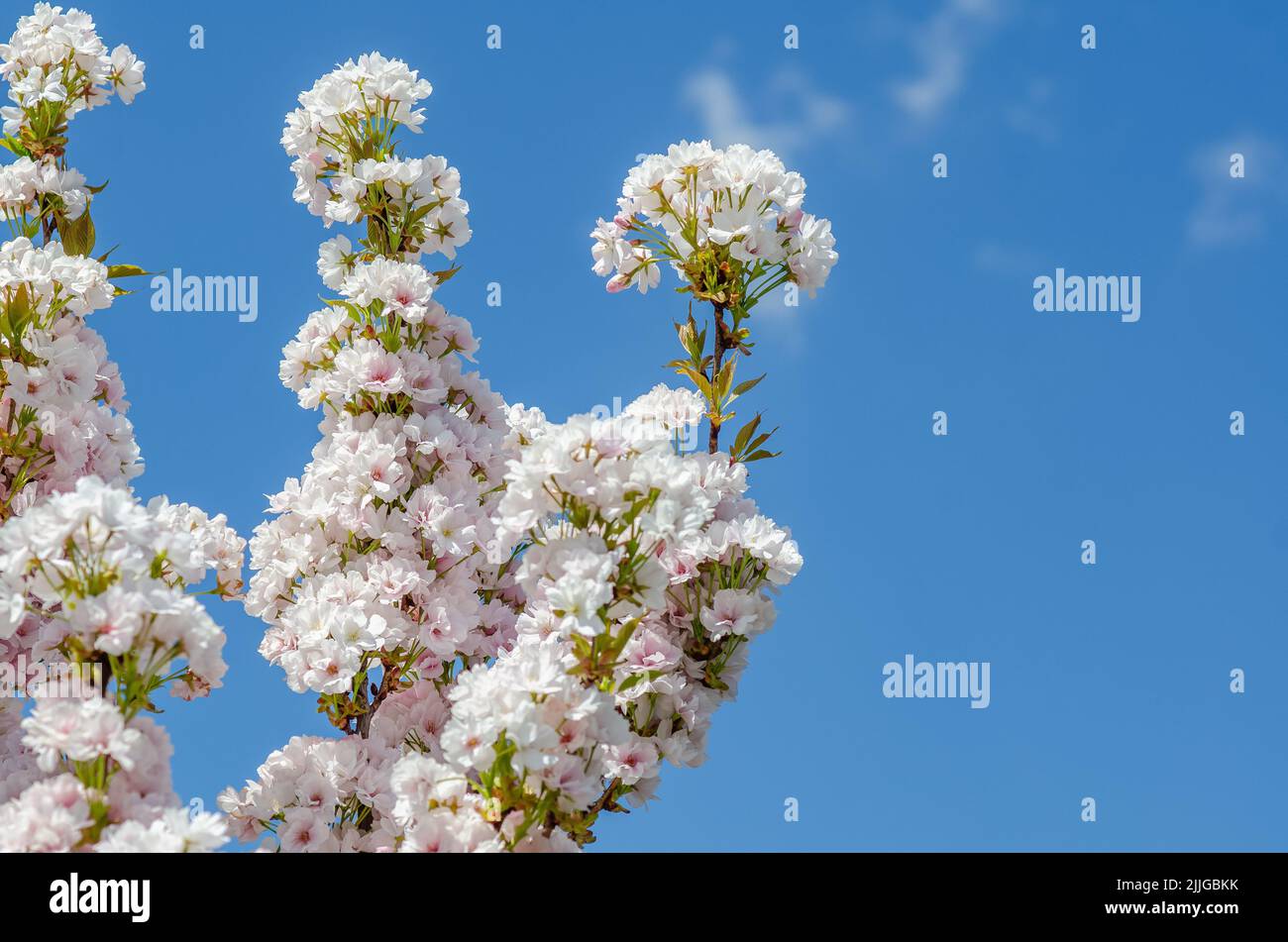 Cherry blossoms on trees in the city Stock Photo - Alamy