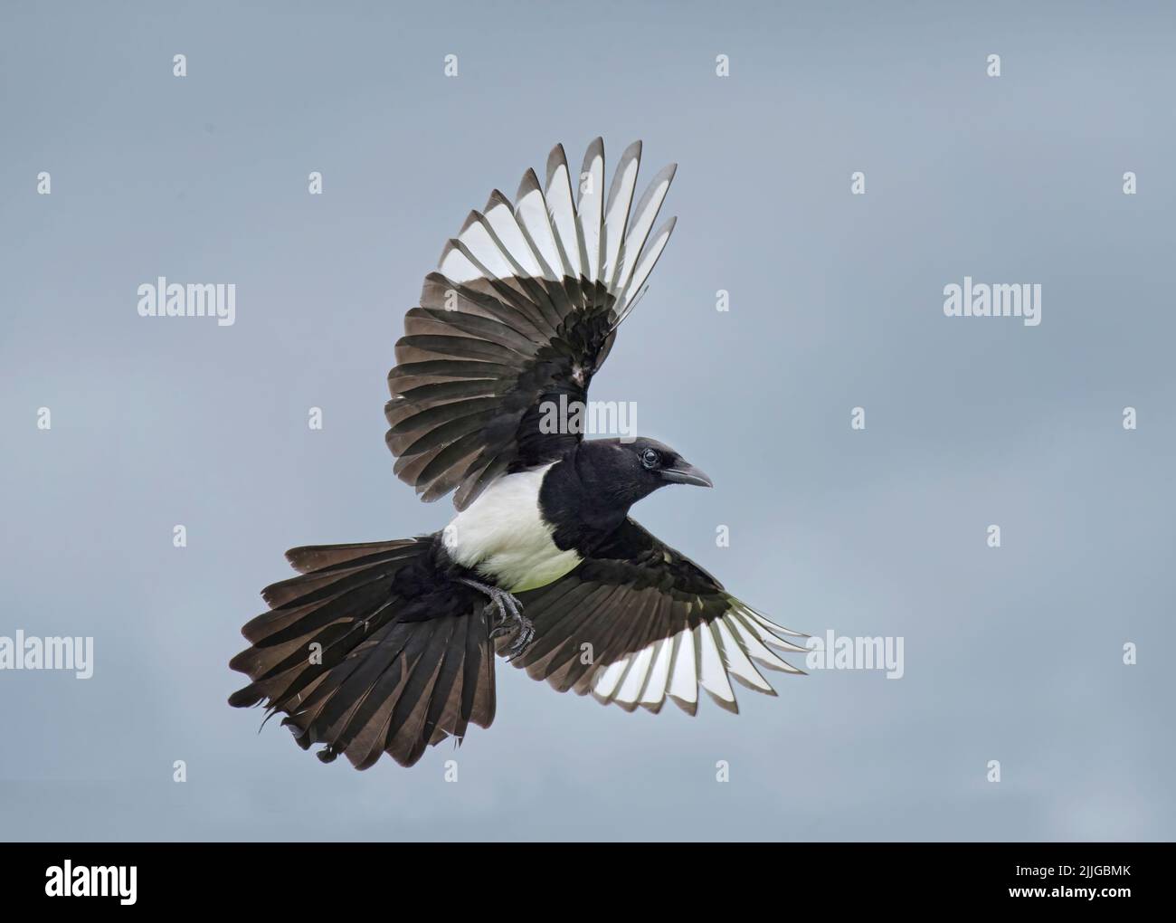 Magpie in flight hi-res stock photography and images - Alamy