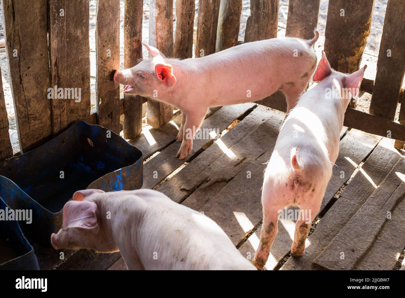Group of piglet in rural pig farm, Swine in the stall Stock Photo - Alamy