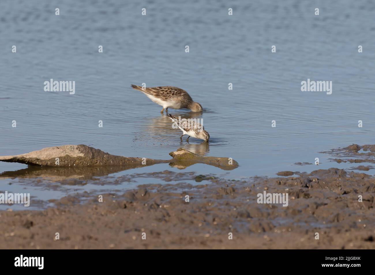 The American bullfrog (Lithobates catesbeianus), often simply known as ...