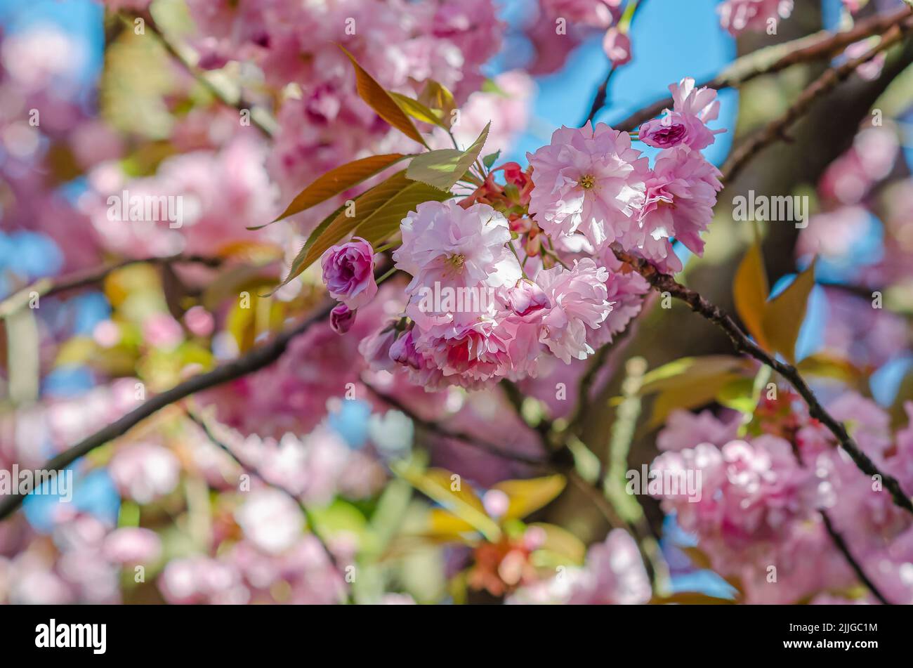 Pink sakura flowers of Japanese cherry on branches in city in spring ...