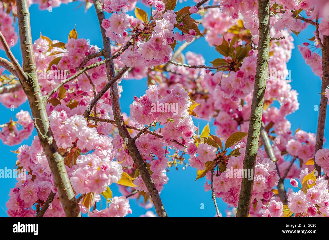 Pink sakura flowers of Japanese cherry on branches in city in spring ...