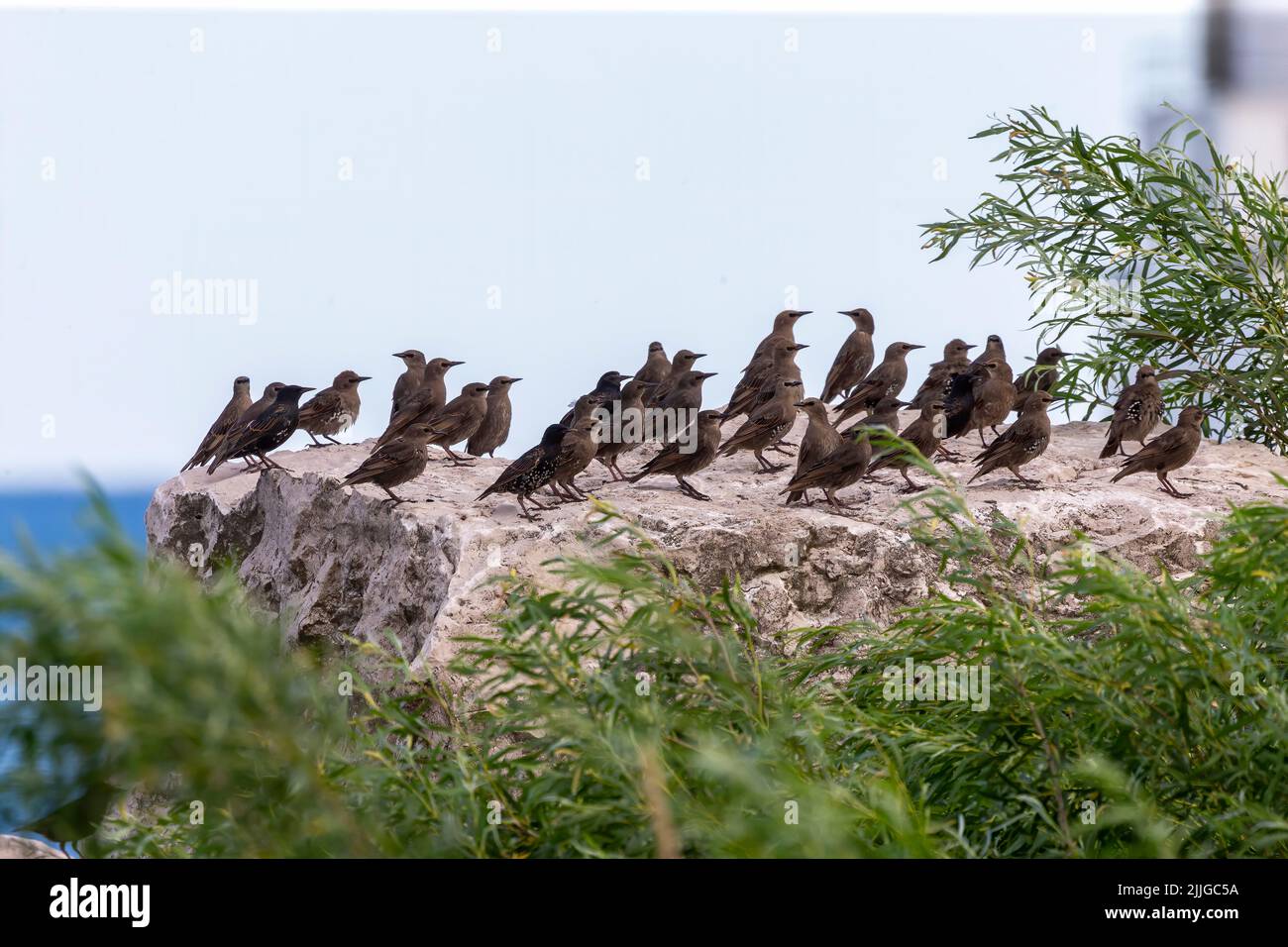 The flock of starling (Sturnus vulgaris) on the shore of lake Michigan ...