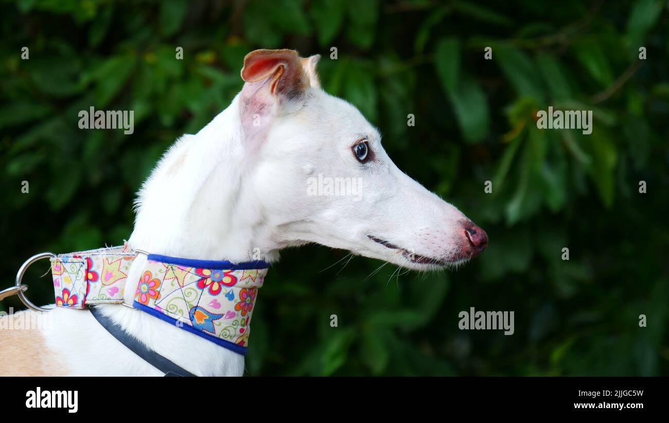 White greyhound hi-res stock photography and images - Alamy