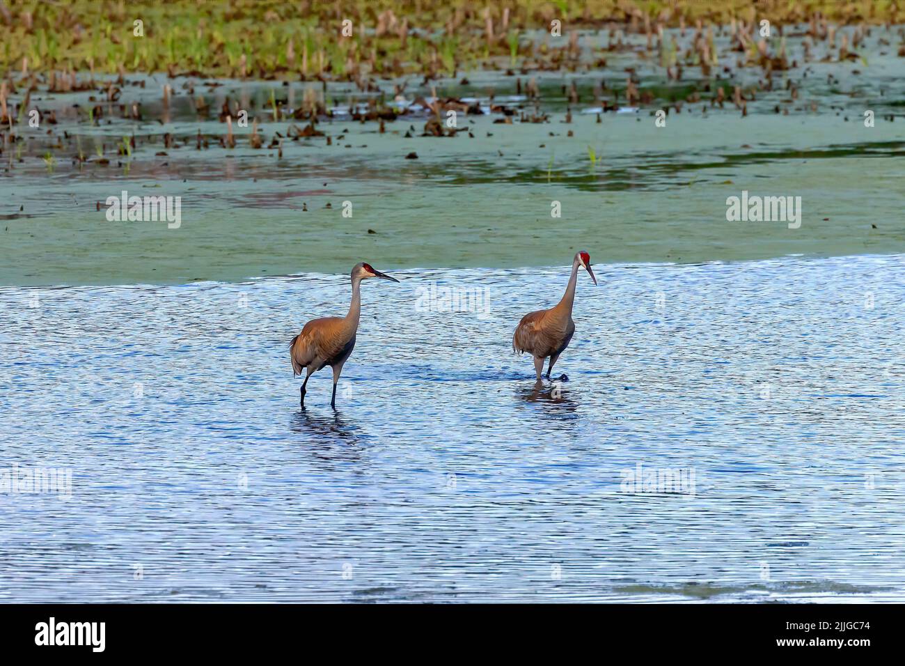 The sandhill crane(Antigone canadensis) . Native American bird a ...