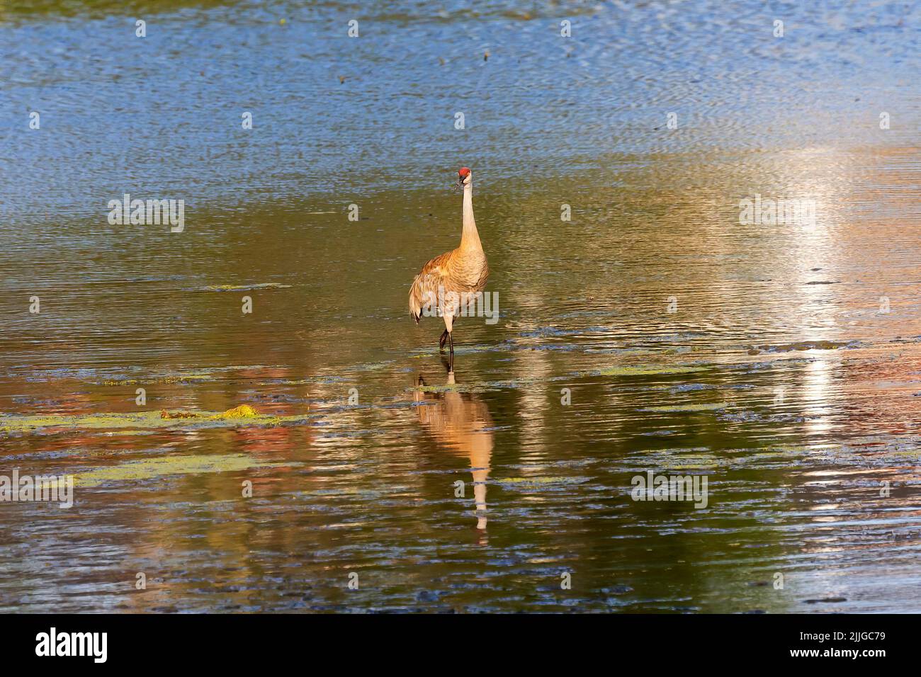 The sandhill crane(Antigone canadensis) . Native American bird a ...