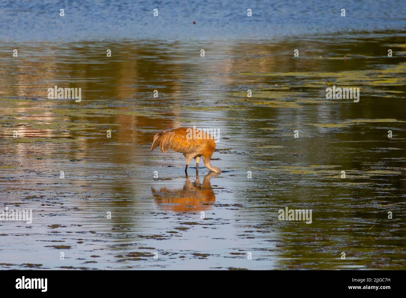 The sandhill crane(Antigone canadensis) . Native American bird a ...