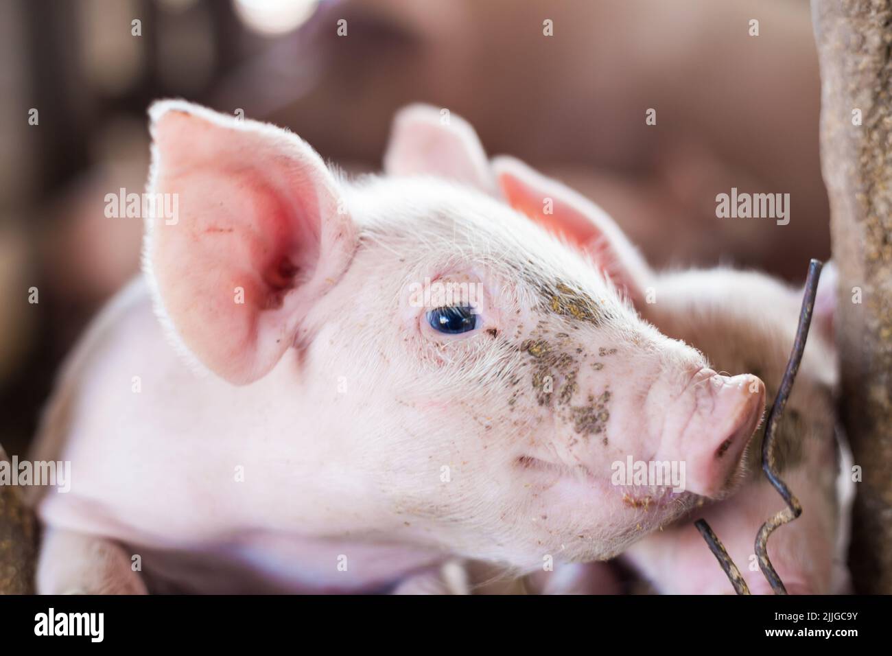 Livestock industry of small funny piglet in swine farm, Meat business ...