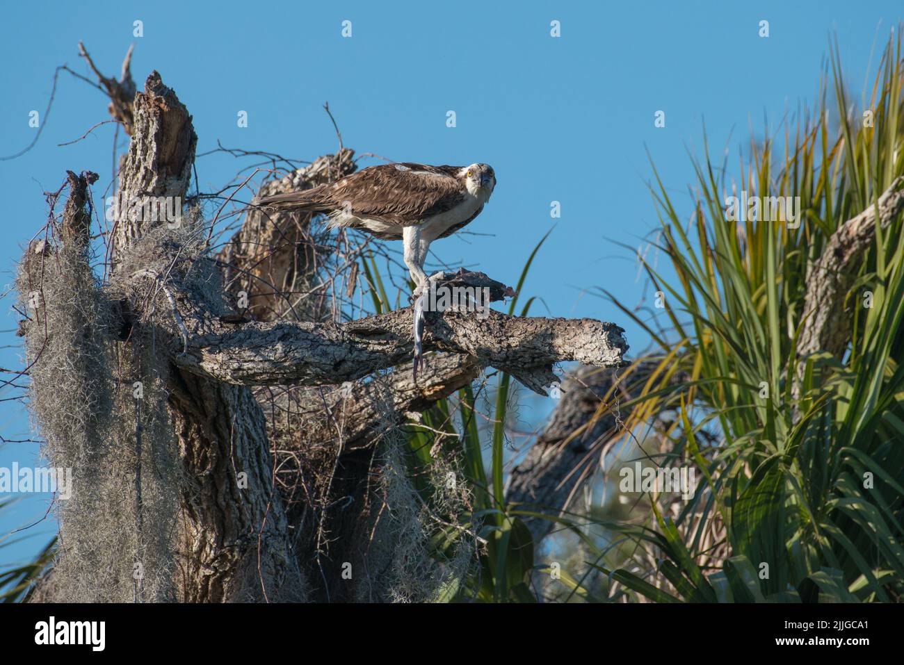 An osprey looking at the camera perched atop a dead tree with a fish ...