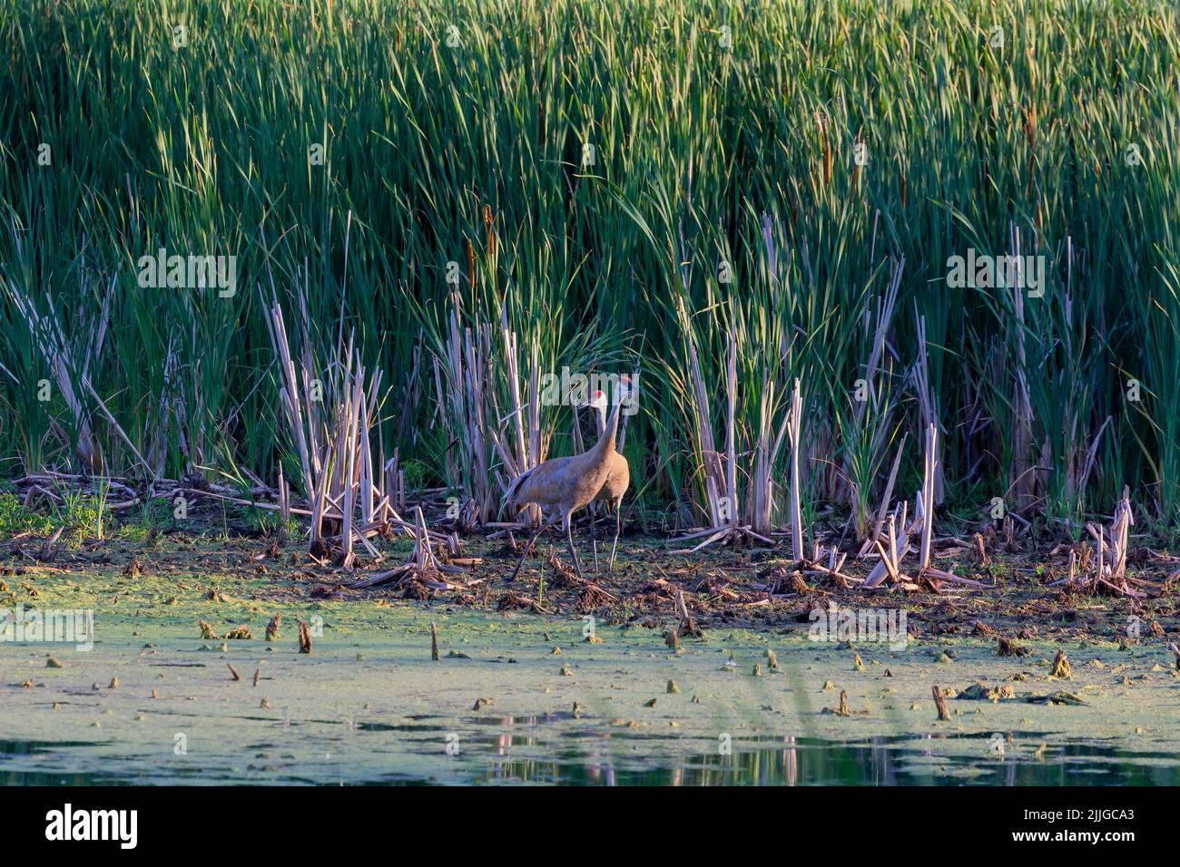The sandhill crane(Antigone canadensis) . Native American bird a ...