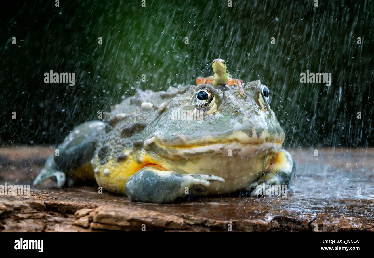 Shower together hi-res stock photography and images - Alamy