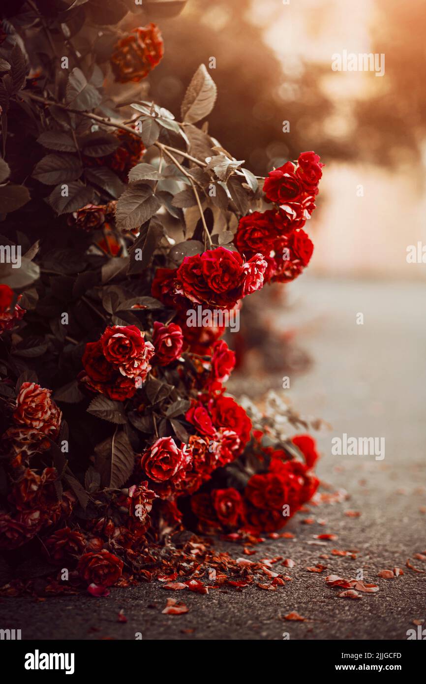 Fade roses hi-res stock photography and images - Alamy